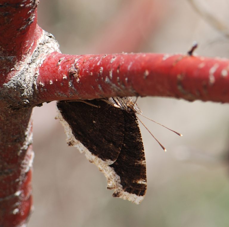 Cool InsectsThe Mourning Cloak Butterfly – Entomological Society of Canada