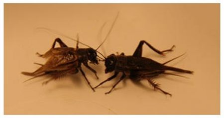 Do Insects Feel Pain? – Entomological Society of Canada