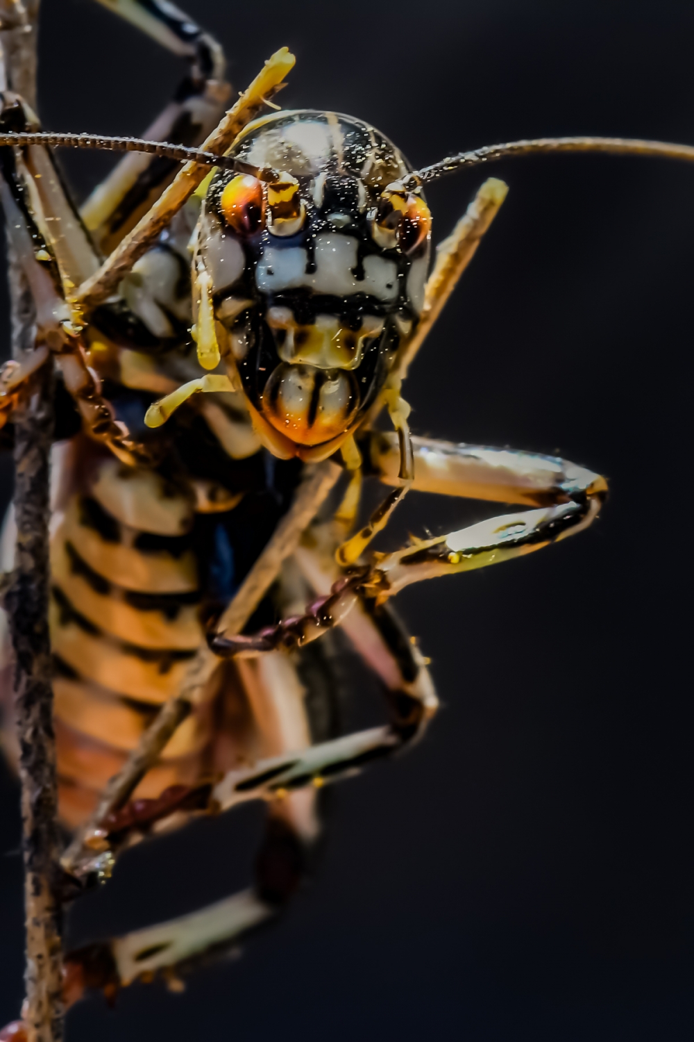 ESC 2020 Photo Contest Winners – Entomological Society of Canada
