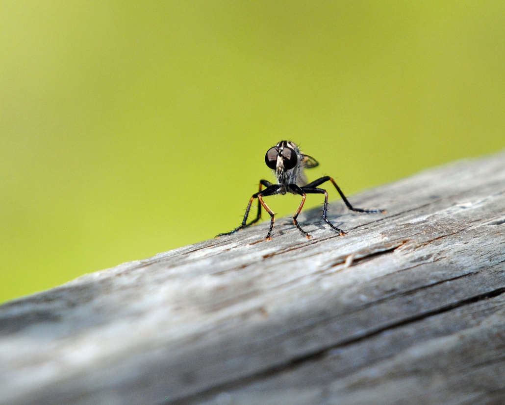 ESC 2020 Photo Contest Winners – Entomological Society of Canada