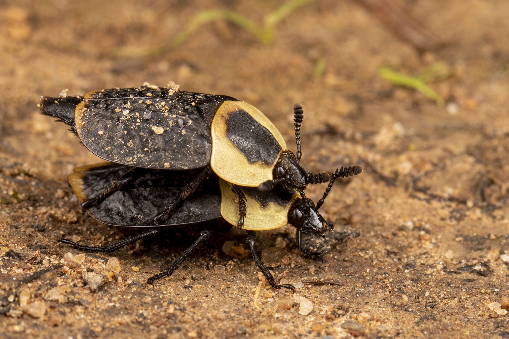 Canadian entomologists to be featured in new Nature of Things episode ...