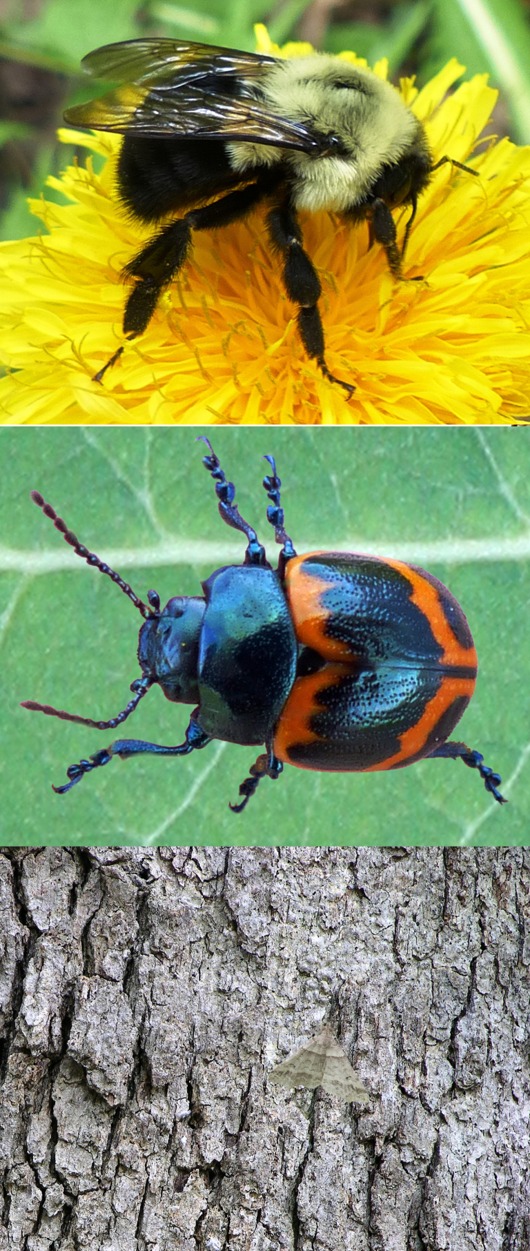 Entomological Society of Canada